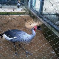 China Customized 304 316 Knitted Stainless Steel Wire Rope Mesh For Zoo Birds Protect for sale