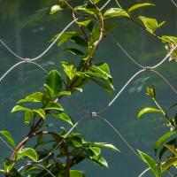 China Diamond-Shaped 304 Stainless Steel Chew Resistant Wire Rope Mesh for Animal Cages for sale