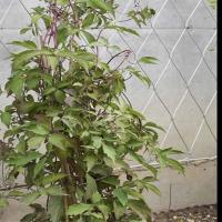 China Customized Size Stainless Steel Wire Rope Plant Trellis for Fall Prevention and Corrosion Resistance for sale