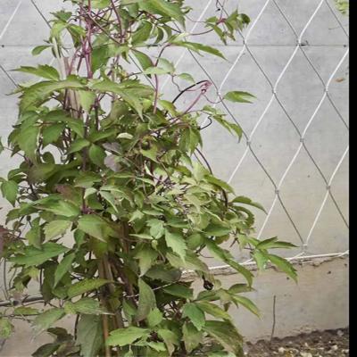 China Customized Size Stainless Steel Wire Rope Plant Trellis for Fall Prevention and Corrosion Resistance for sale