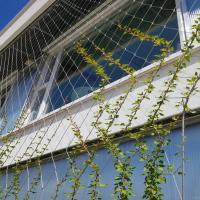China Custom Size Corrosion Resistant Stainless Steel Wire Rope Plant Trellis for Fall Prevention and Vertical Green Walls for sale