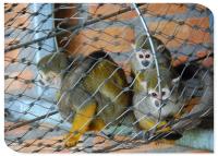 China 316 Grade 1.5mm 30*30mm Stainless Steel Zoo Mesh for sale