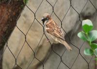 China SS316 Aviary Zoo 4.0mm Wire Rope Mesh For Bird Cages for sale