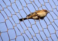 China 304 316 Stainless Steel 1.2mm Aviary Mesh Netting for sale