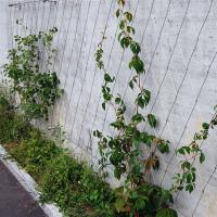 China Eco Green Wall 1.2mm Stainless Steel Wire Rope Mesh For Green Facade for sale