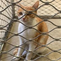 China Flexible Knotted 7 X 19 Zoo Wire Mesh Fencing Animal Enclosure for sale