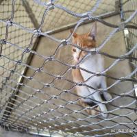 China Flexible Knotted 7 X 19 Zoo Wire Mesh Fencing Animal Enclosure for sale