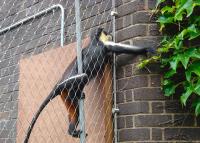 China 1*19 Or 7x19 Mesh Constructure Flexible Stainless Steel Zoo Fence Mesh For Safety for sale