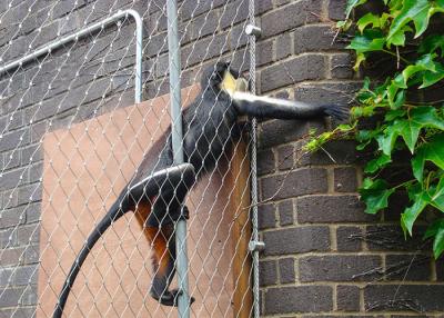 China 1*19 Or 7x19 Mesh Constructure Flexible Stainless Steel Zoo Fence Mesh For Safety for sale