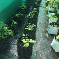 China Plastic Air Pruning  root plant pot For Gardening for sale