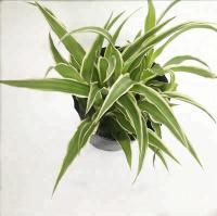 China Degradable Polymers Tobacco 20 Ltr Plant Pots Outdoor 32cm Top Diameter for sale