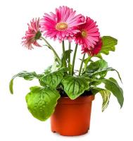 China Manufactures wholesale PP plastic material   flower container pots for sale