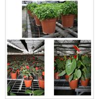 China Lightweight 1 Gallon Plastic Flower Pots 18.5cm For Leek Seedling for sale