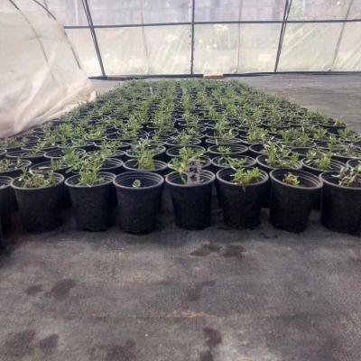 China 1gallon small garden plant black plastic nursery flower fast root growth pots for plants for sale