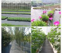 China Horticulture 2mm Reflective Plastic Weed Barrier 500ft Stop Weeds Membrane for sale
