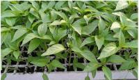 China 120  50 Wellseedling Tray Eps200 Well Seedling Nursery Tray  In Electronics Hardware for sale