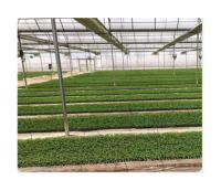 China 120  50 Wellseedling Tray Eps200 Well Seedling Nursery Tray  In Electronics Hardware for sale