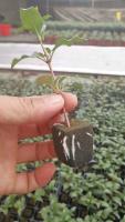 China 32, 50, 98, 108, , 200 Seedling trays, seedling trays, seedling holders for sale