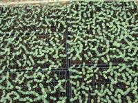 China 200-cell seedling trays, seedling support trays, seedling discs for sale