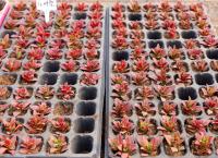 China seedling tray  seed starter tray Plastic seedling tray  PVC seedling tray for sale