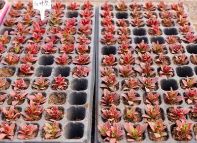 China 32, 50, 72, 98, 105, 128, 200 seedling trays, seedling holders, plastic seedling trays  seedling tray  seed starter tray   seedling starter tray for sale