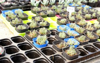 China 128, 200 seedling trays, seedling holders, plastic seedling trays  seedling tray  seed starter tray   seedling starter tray for sale