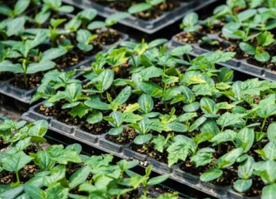 China seedling tray  seed starter tray   seedling starter tray plant growing tray for sale