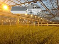 China GrowBetter A350 Plus 1000W HPS Grow Light 160000lm 155lm/w Double Ended Indoor Horticulture Lamp for sale