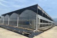 China Commercial Agricultural Multi Span Film Vegetables Greenhouse With Irrigation System for sale