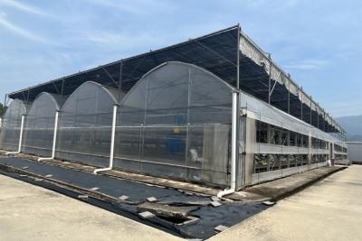 China Commercial Agricultural Multi Span Film Vegetables Greenhouse With Irrigation System for sale