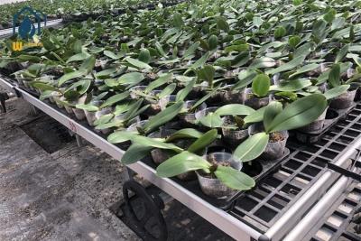 China Rectangular Plastic Nursery Seedling Trays UV Resistant Easy Maintenance for sale