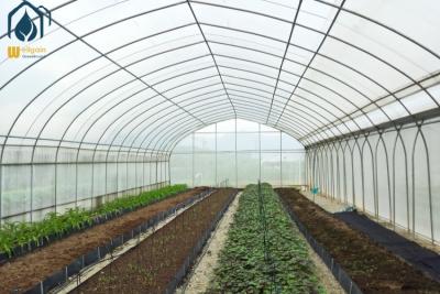 China Customizable Multi Span Tunnel Greenhouse For Medium And Large Scale Farm for sale