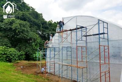 China Commercial Tunnel Multi Span Greenhouse High Yield Cultivation Greenhouse for sale