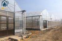 China Easy Installation Multi Span Horticulture Greenhouse For Year Round Cultivation for sale