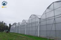 China Steel Frame Agricultural Multi Span Greenhouse For Year Round Crop Production for sale