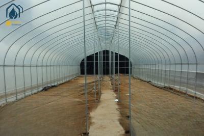 China Single Span Tunnel Greenhouse for sale