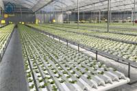 China Plastic NFT Hydroponic Growing System PVC Gully For Greenhouse Planting for sale