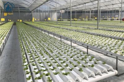 China Plastic NFT Hydroponic Growing System PVC Gully For Greenhouse Planting for sale