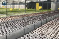 China NFT Hydroponic Growing System Plastic Channel For Home And Commercial Use for sale