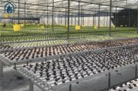 China NFT Hydroponic Growing System for sale