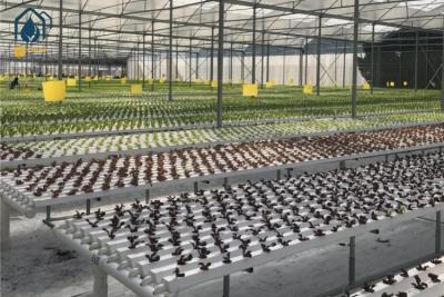 China NFT Hydroponic Growing System for sale