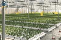 China Greenhouse NFT Hydroponic Growing System For Soilless Agriculture Plant Growth for sale