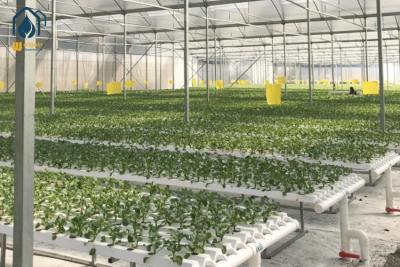 China Greenhouse NFT Hydroponic Growing System For Soilless Agriculture Plant Growth for sale