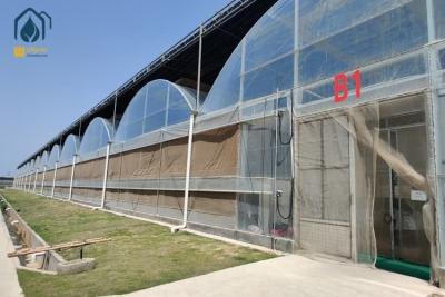 China Agriculture Tomato Tunnel Greenhouse Multi Span Horticulture Tropical Greenhouse for sale