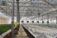 China Outdoor Commercial Farming Agriculture Metal Frame Multi Span Large Plastic Greenhouse for sale