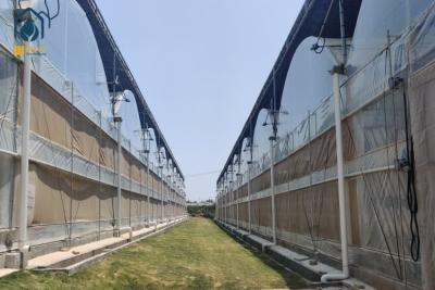 China Galvanized Steel Frame PE Film Greenhouse Agriculture Multi Span Tunnel Greenhouse for sale
