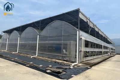 China Hydroponic Multi Span Greenhouse for sale