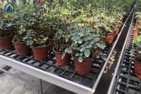 China Durable Flat Panel Greenhouse Bench Trays Seedbed With UV Protected Grow Tables for sale