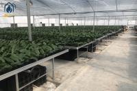 China Orchid Seed Hydroponic Plastic Seedling Tray For Vegetables Flowers Fruit Planting for sale