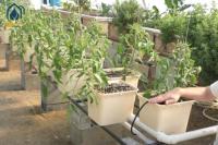 China DWC Hydroponic Dutch Bucket Clone Aeroponic Bucket RDWC System For Vine Tomatoes for sale